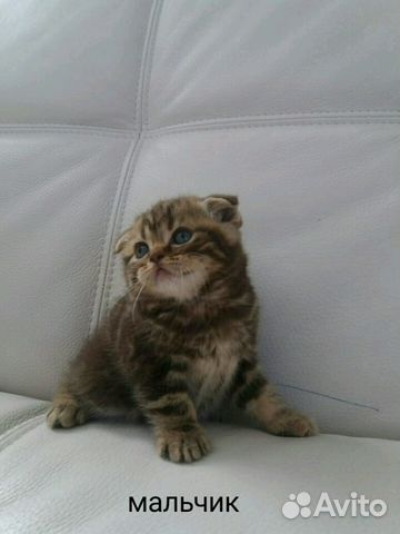 Шотландкие котята
