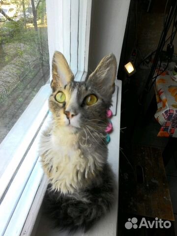 Метис Сфинкса