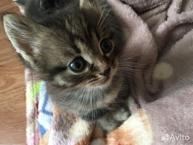 Котятки