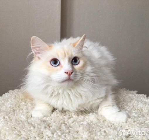 Фил, 11 месяцев