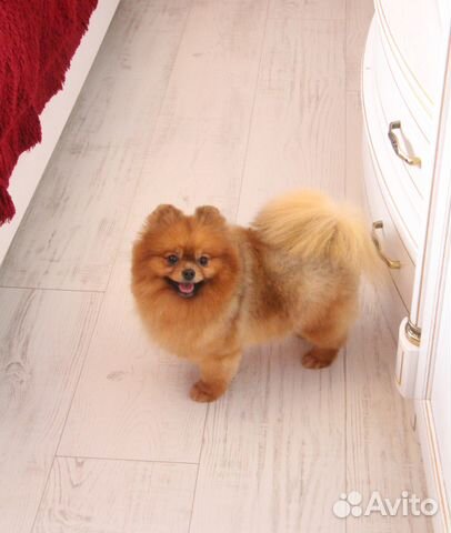 Шпиц молодая сука