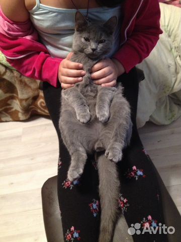 Кот(Британец) Симба