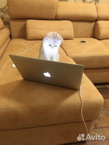 Кошка шиншилла