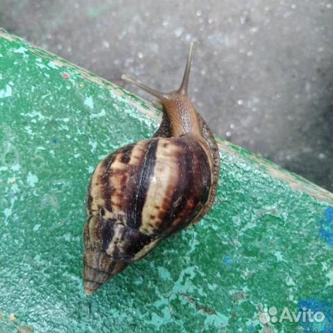 Отдаю улитку Ахатина в добрые руки