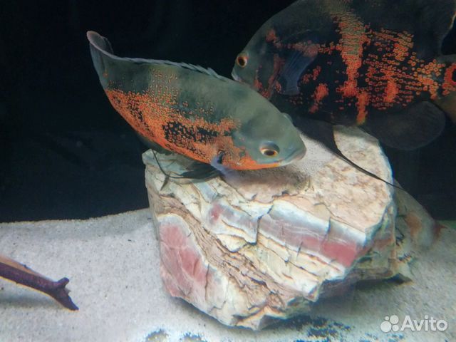 Астронотусы