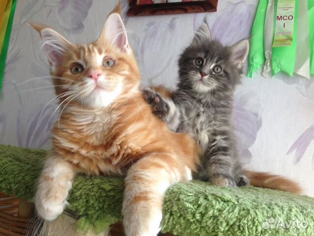 Продается кошечка мейн кун