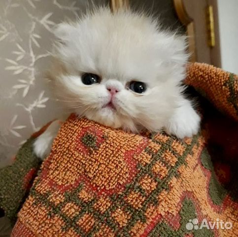 Персидская
