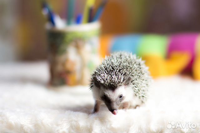 Летние декоративные африканские ежата