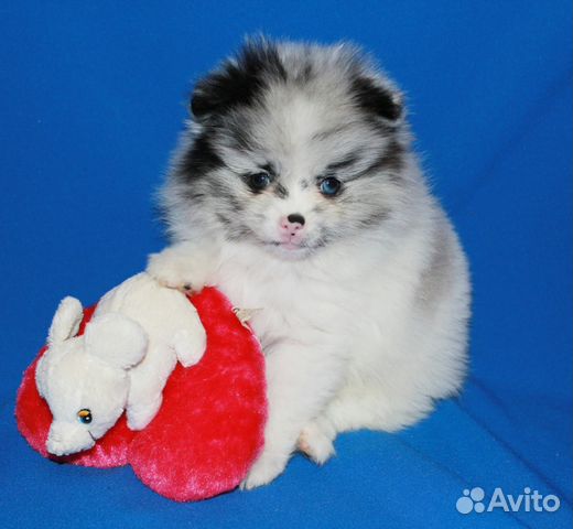 Щенок шпица, мальчик, редкого окраса