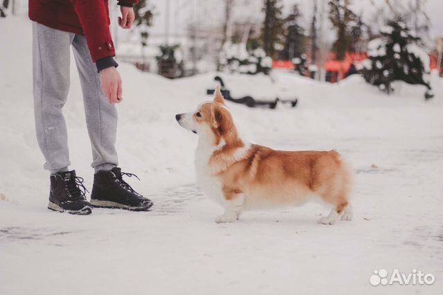 Кобель для племенного использования
