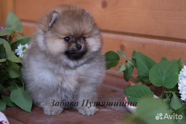 Девочка Рыжуля