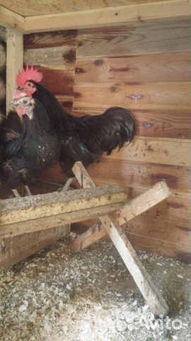 Инкубационное яйцо