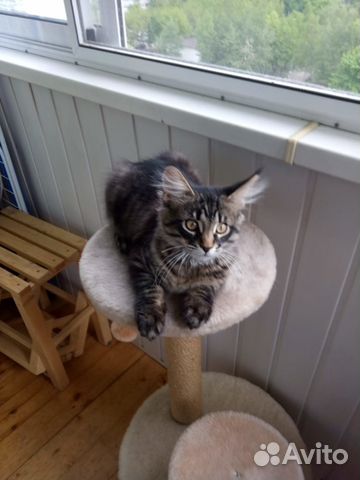 Отдам в добрые руки котёнка метис Мейн-кун