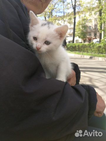 Котята ангорские