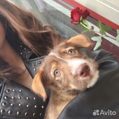 Отдам щенка двор-терьер