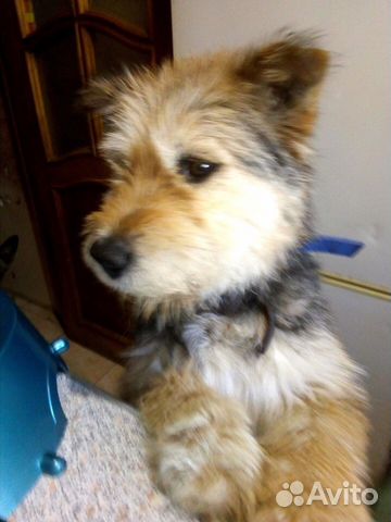 Стеша 1 год 50 см в холке