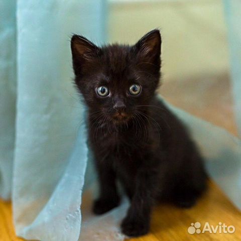 Котята чертята