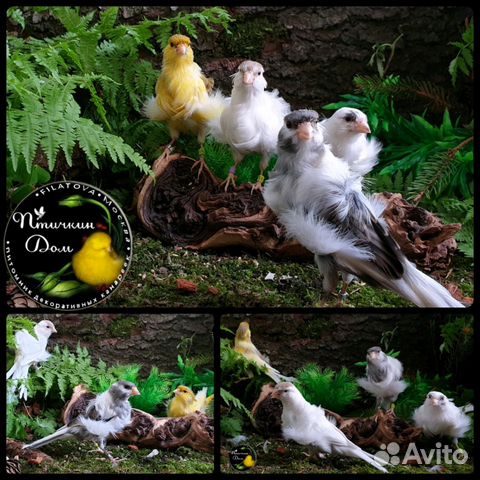 Курчавые канарейки (фризе)