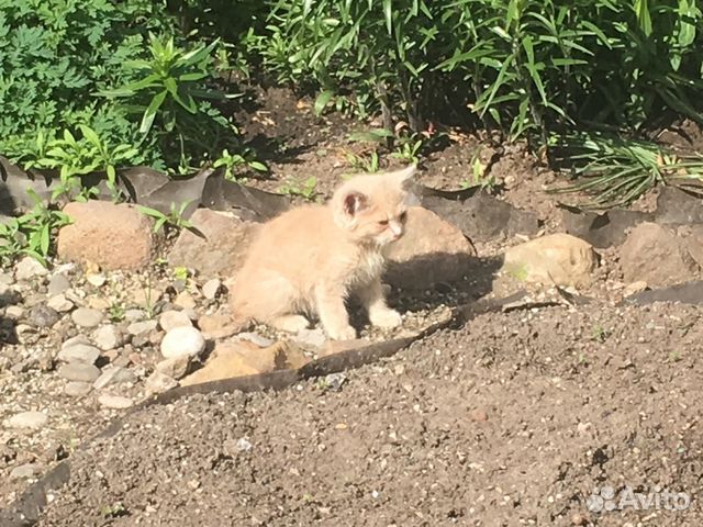 Котёнок в добрые руки