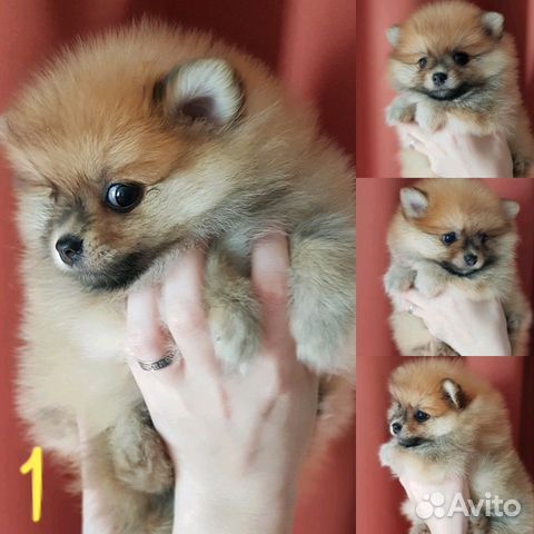 Щенки Немецкого малого Шпица 2 месяца