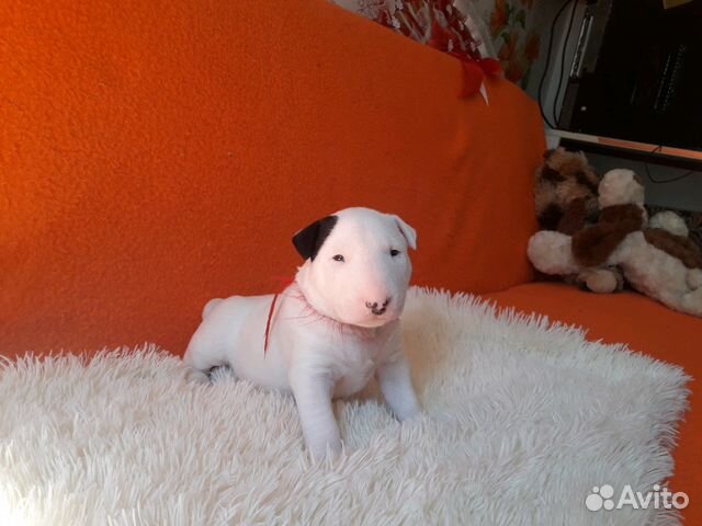 Bull Terrier Европейцы FCI педигри резервация
