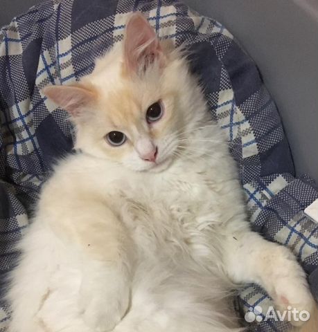 Ласковый котенок-подросток, 11 месяцев