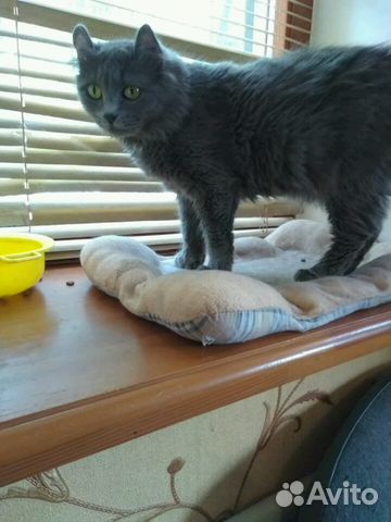 Кошка в добрые руки