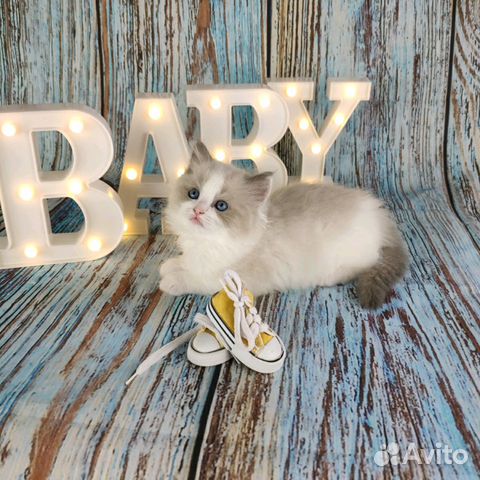 Очень ласковый мальчик рэгдолл