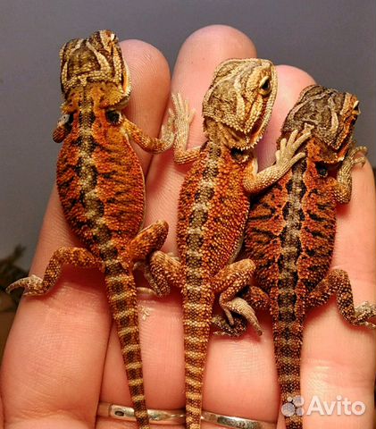 Бородатая агама