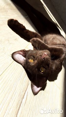 Ориентальные котята