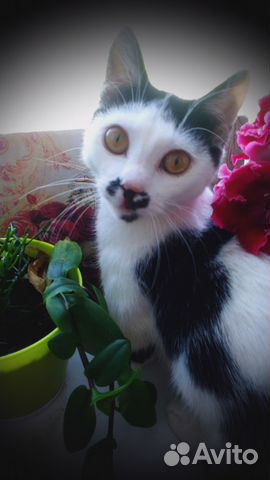Милый котик Манчкин