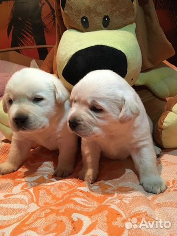 Щенки