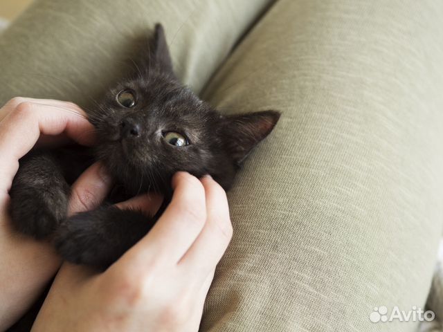 Котенок Марселин (Марси)