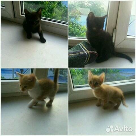 Три мистера Котэ и одна мисс)