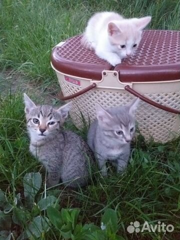 Котята в добрые руки