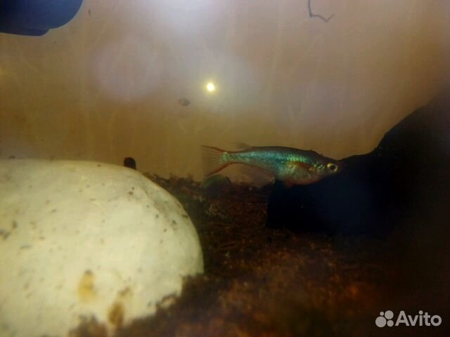 Оризиас вовора 50-60 штук + производители