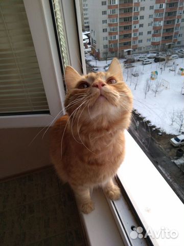 Рыжий кот бесплатно в подарок когтеточка