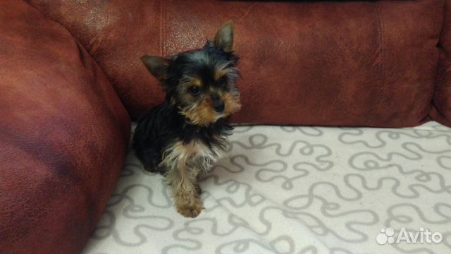 Йорики малыши