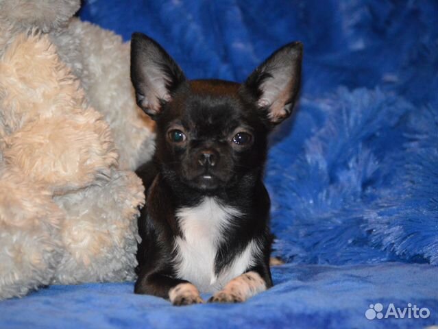 Щенок чихуахуа