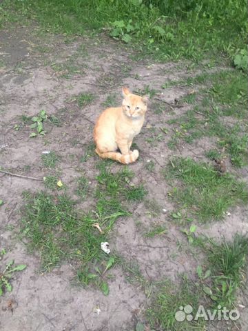 Рыжий кот в поисках дома