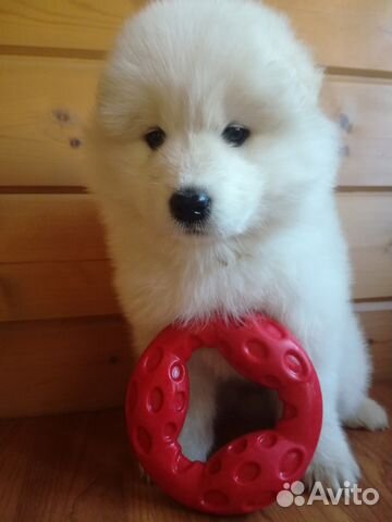 Щенки самоеда