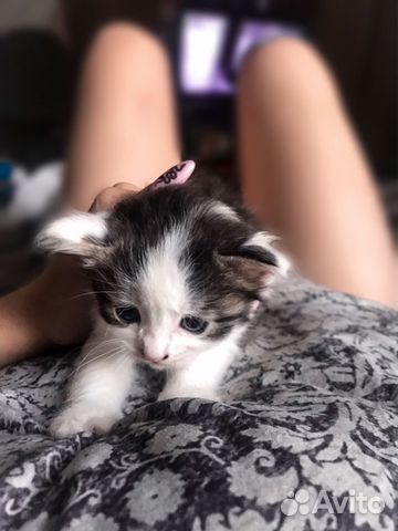 Котёнок, девочка, смесь с сибирской породой