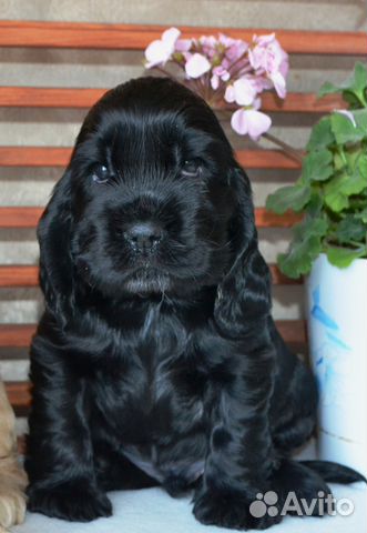 Щенки английского кокера