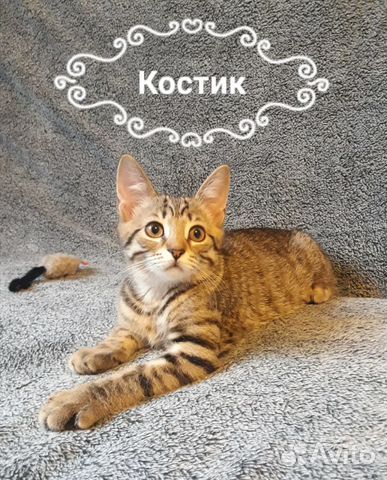 Котенок 3,5 месяца