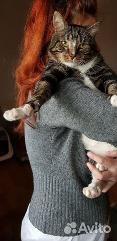 Милый кото-боров