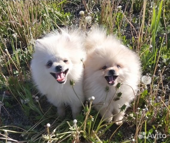 Померанские шпици мишки с документами 4 м