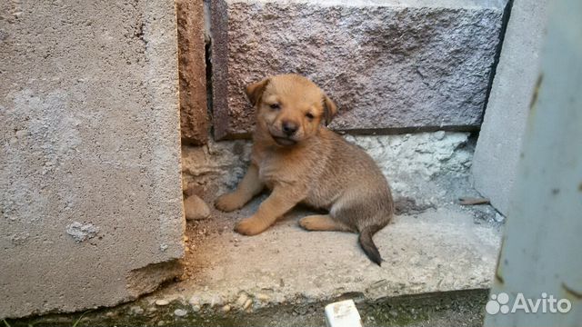Щенок ищет добрых хозяев