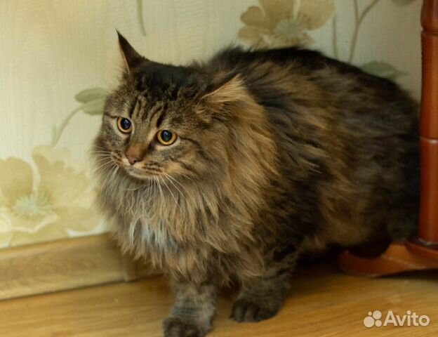 Шикарный котенок сибирский в добрые руки