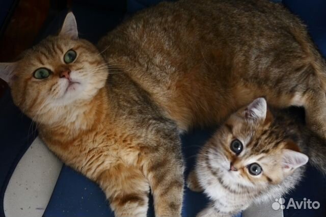Котята золотые шиншиллы
