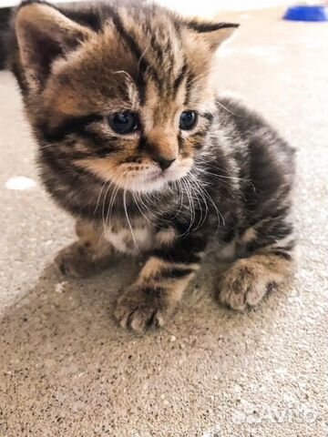 Алиментный котенок шотландская веслоухая
